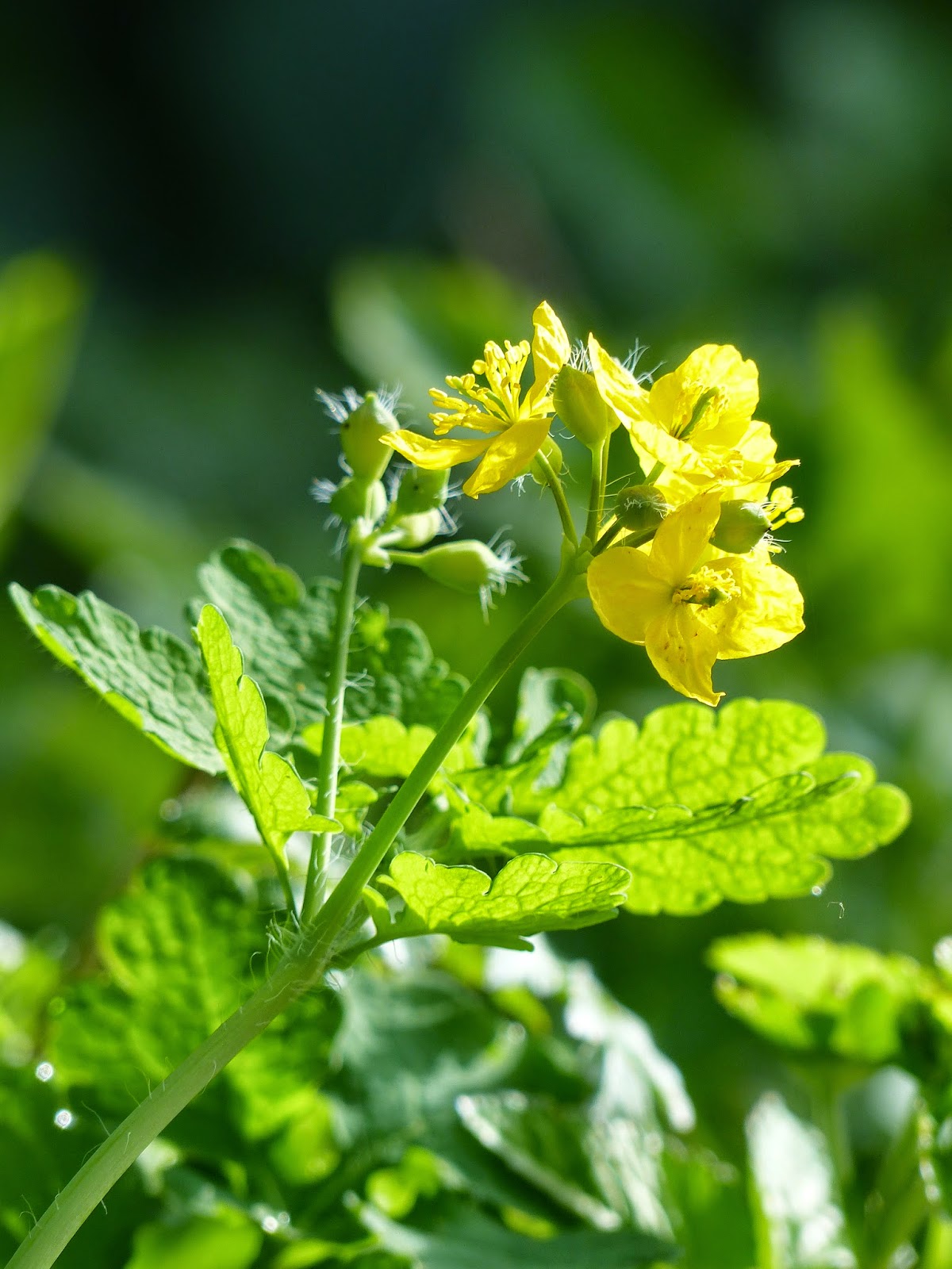 Chelidonium majus | Wild flowers of Europe by Anita Beijer