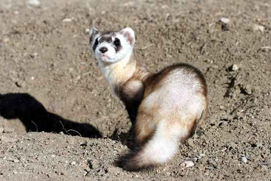Ferret | Animal Wildlife