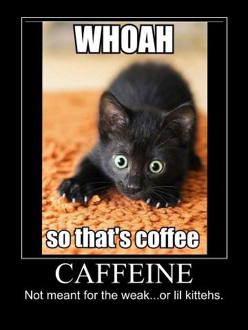 Cute and Funny Pictures and more: Absolutely Cute Black Kitten on Caffeine