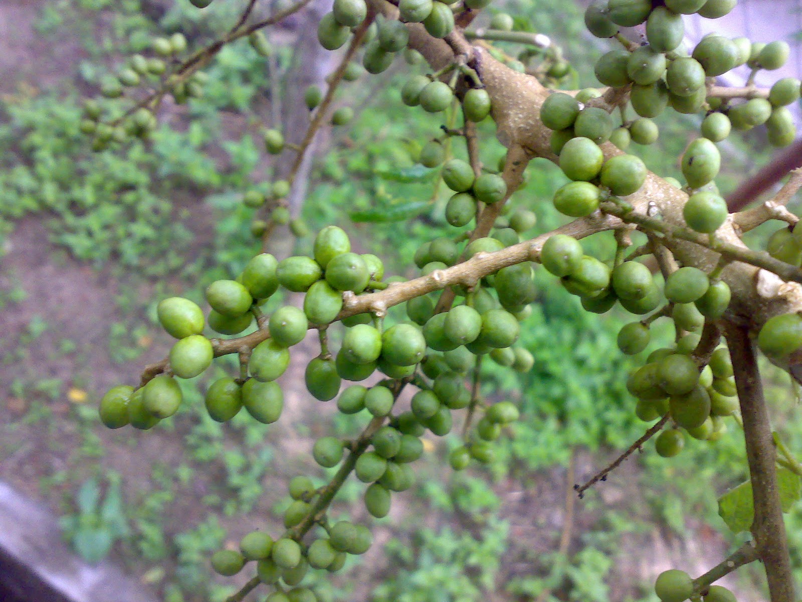 RazakMeladaPahit.Plus: MELADA PAHIT DALAM KEPAHITAN ADA KEMUJARABAN.