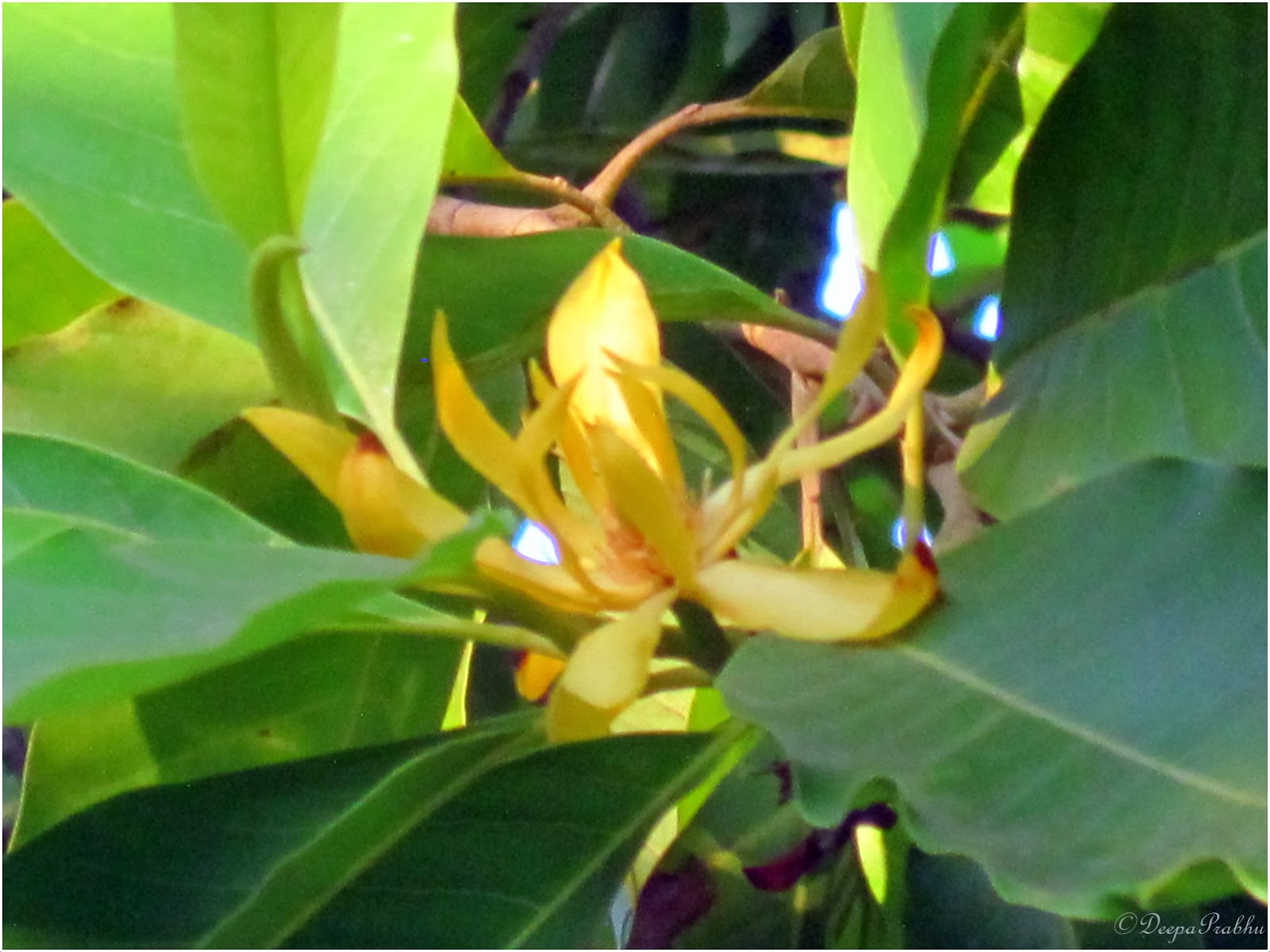 Golden Champa /Magnolia champaca. - Random Photography
