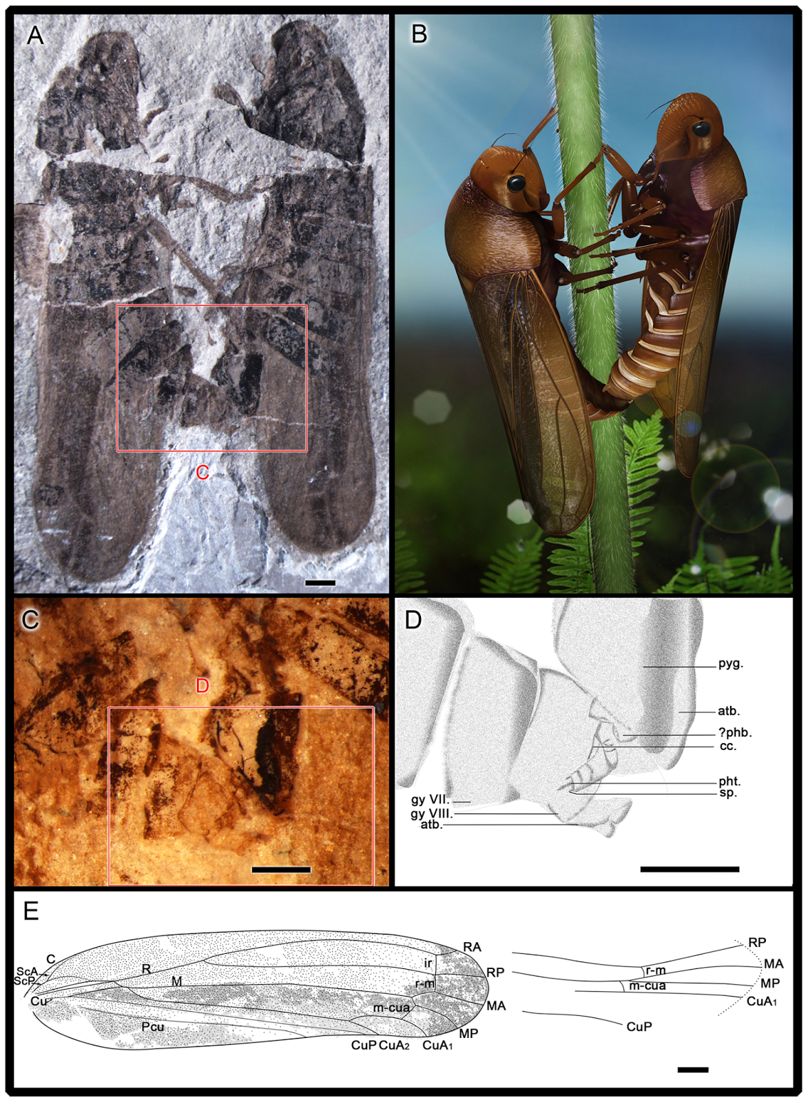 The Dragon's Tales: Excellent Mating Insects Fossils From Callovian ...