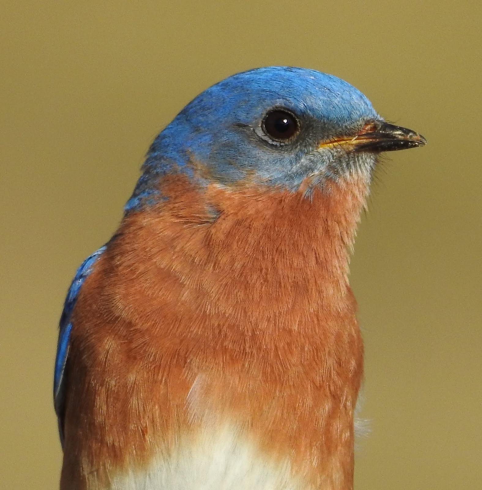 Mountain Glen Farm Journal: Bluebird Happiness aka I'm Seeing Blue