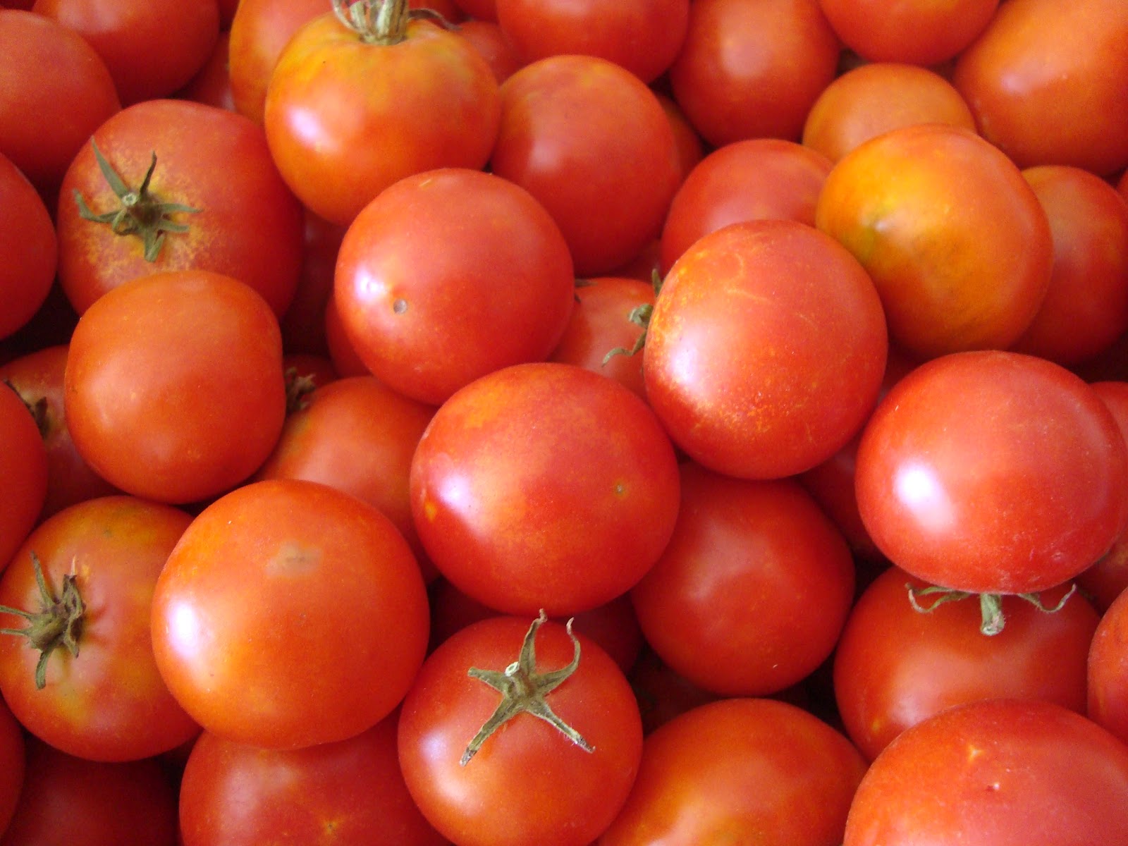 TORREBLANCA, HISTORIA, PATRIMONIOS Y BIODIVERSIDAD: TOMATA DE PENJAR