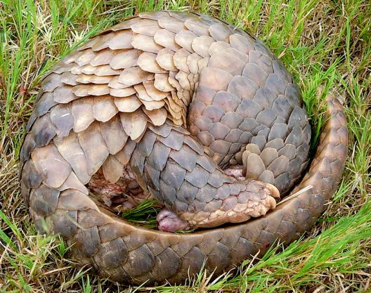 Trenggiling Musuh Alami Semut | Semut Dan Koloninya