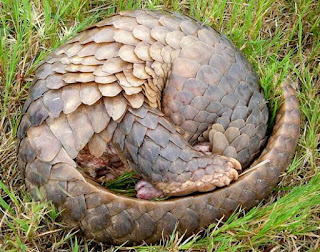 Trenggiling Musuh Alami Semut | Semut Dan Koloninya