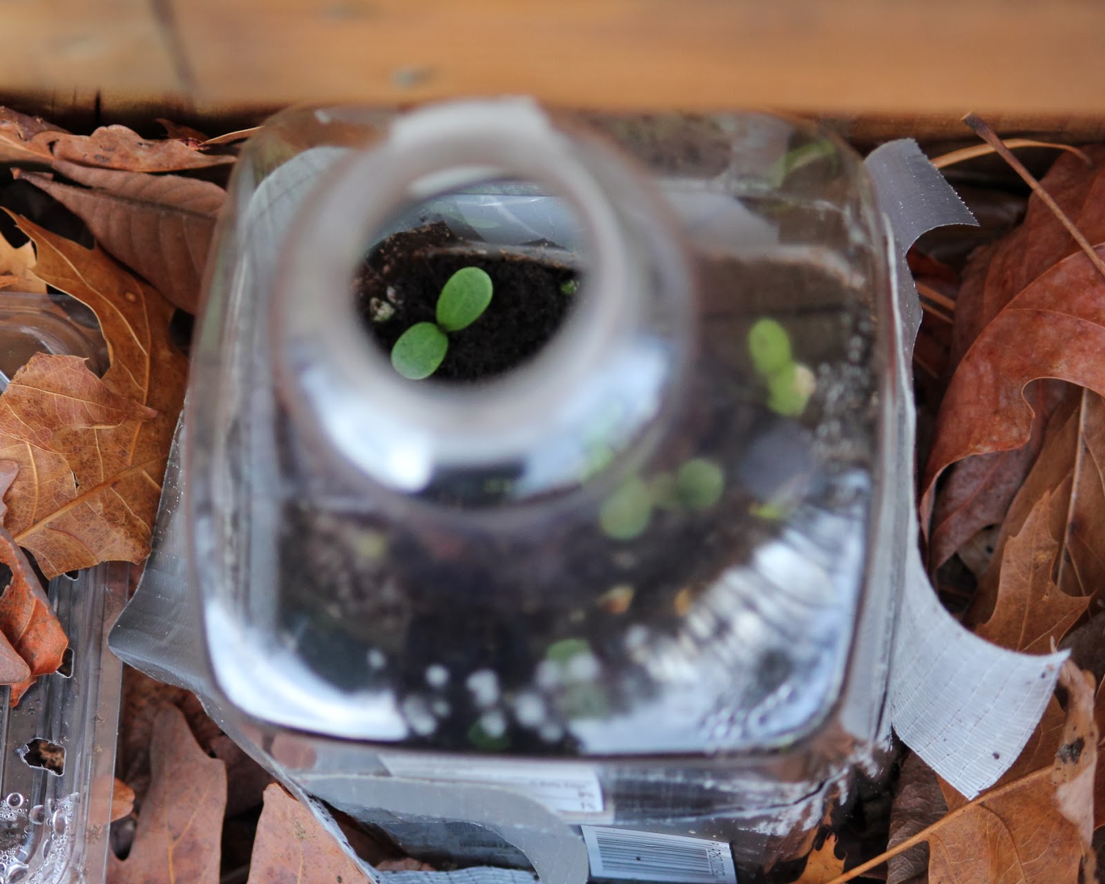 Red House Garden: The Easy Way to Start Seeds - Winter Sow Them!