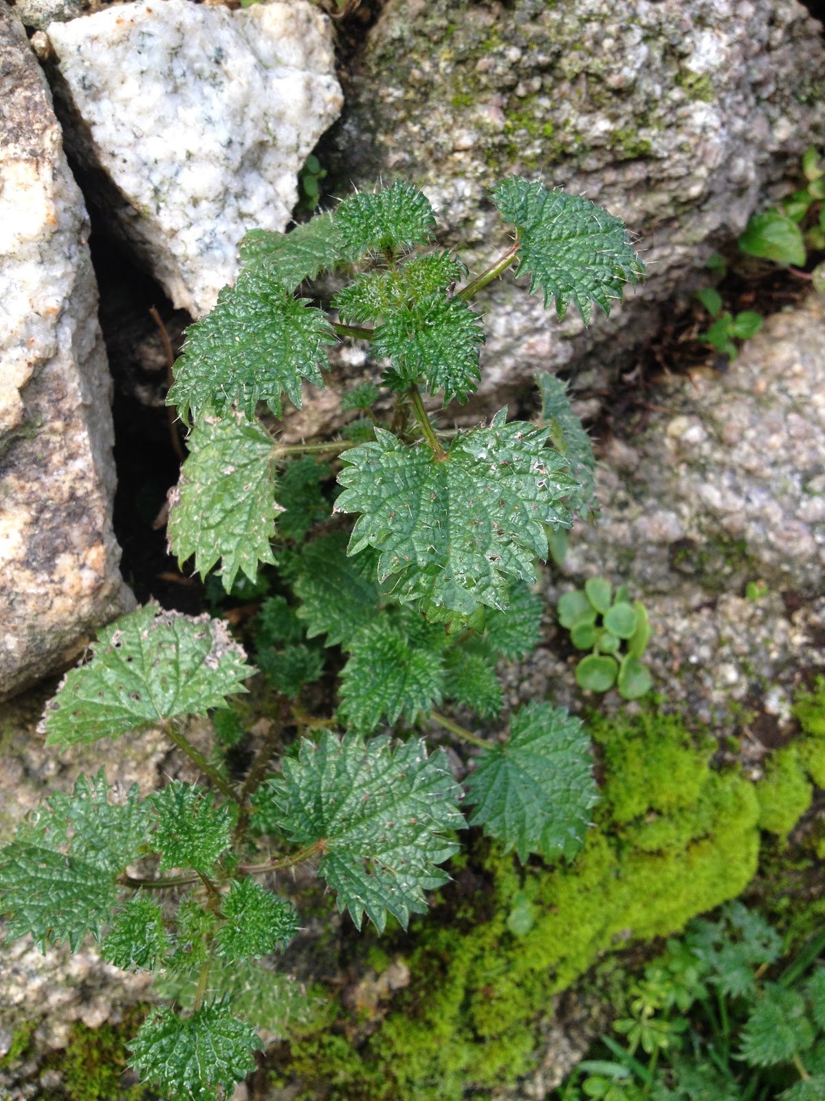 Flore d'Ajaccio: Ortie noirâtre - Urtica artrovirens
