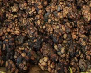 Anim Agro Technology: KOPI TAHI MUSANG