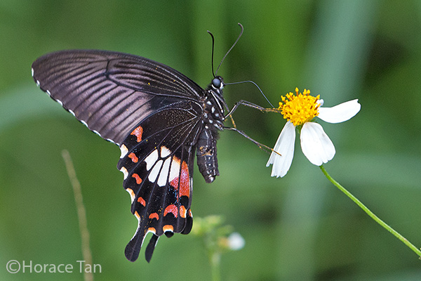 Butterflies of Singapore: Life History of the Common Mormon