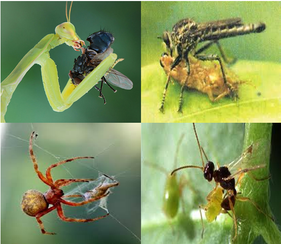 Easily Pests Control: 5 points Important In Natural Pest Control