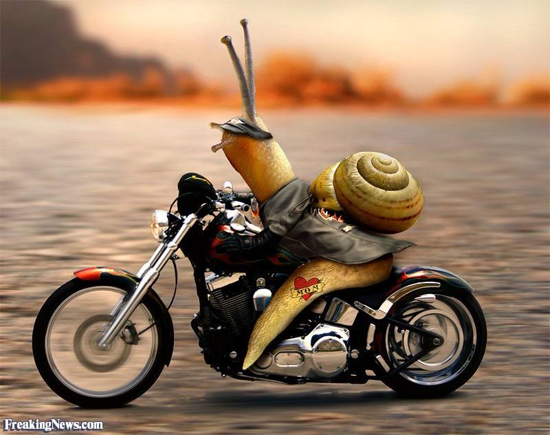 All That Spam: Snail With a Tattoo on a Motorcycle