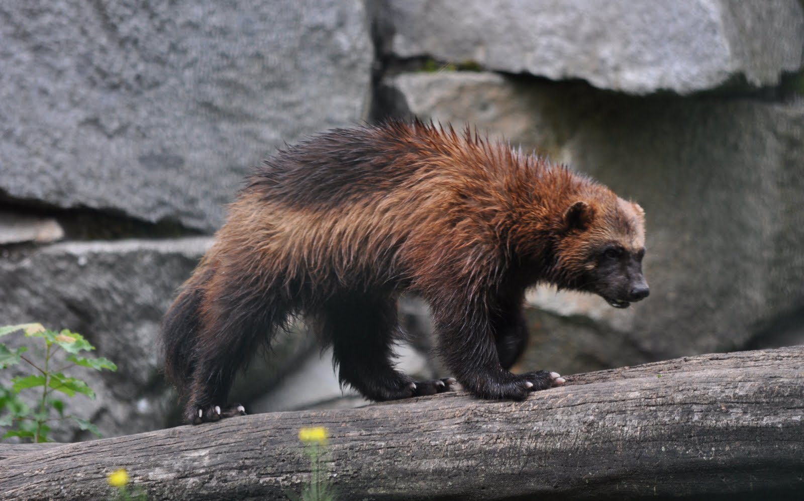 ZOOTOGRAFIANDO (6.100 ANIMALS): GLOTÓN / WOLVERINE (Gulo gulo)