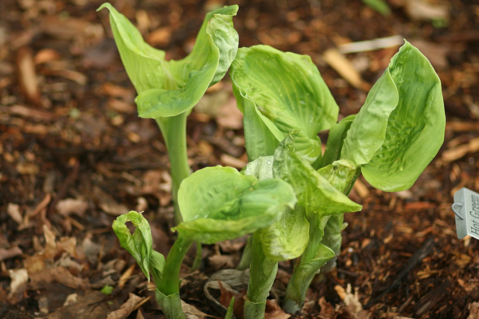 Cheesehead Gardening: Frost Damage on Hostas
