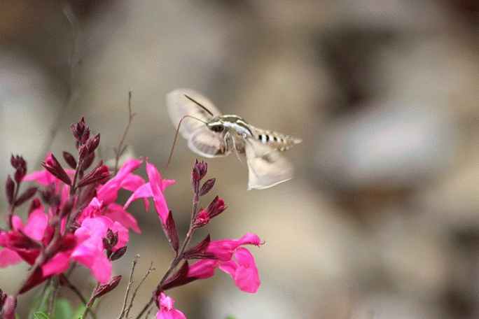 Rock-Oak-Deer: Garden Visitors: Hummingbird Moth