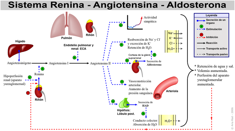 A L D O S T E R O N A: Sistema Renina-Angiotensina