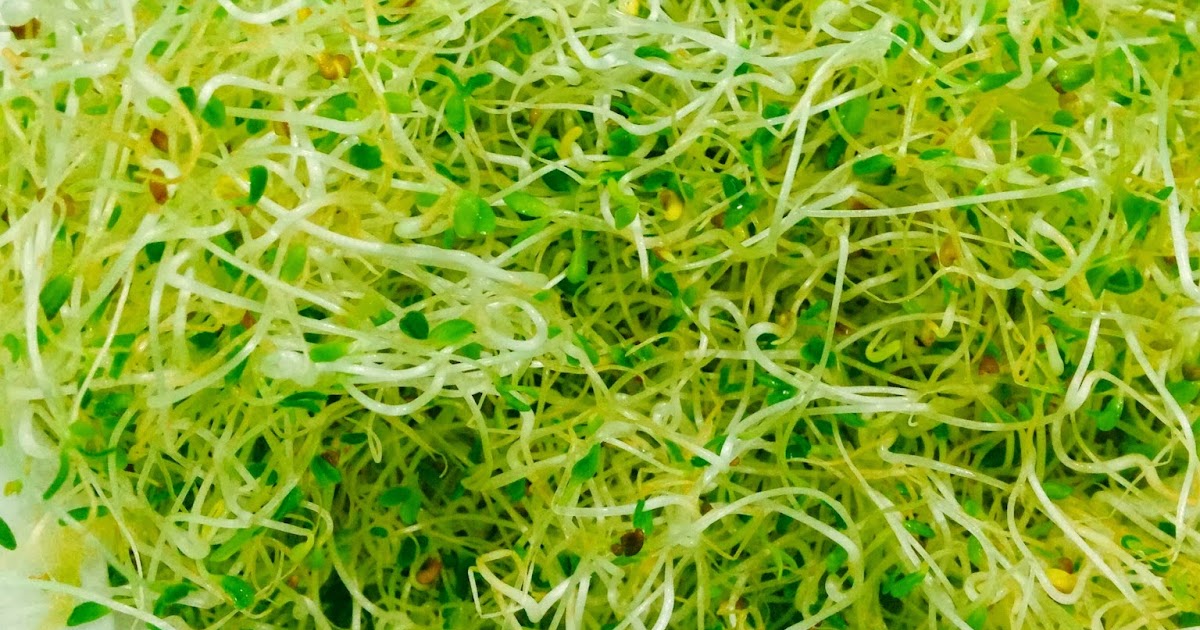 The Healthy Sooner: Growing Your Own Sprouts