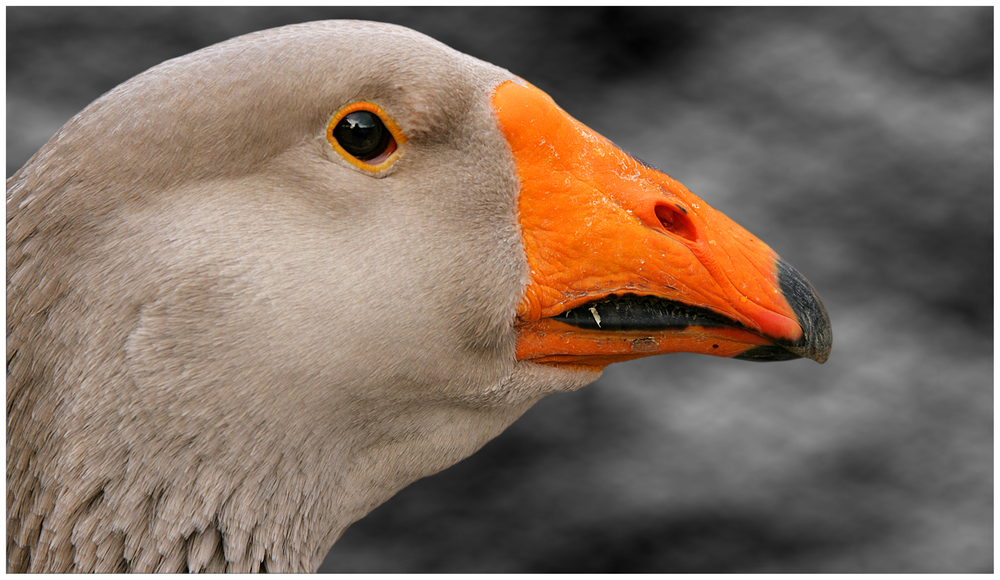 Breed Savers: Steinbacher Geese