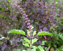 Medicinal plants: Tulsi