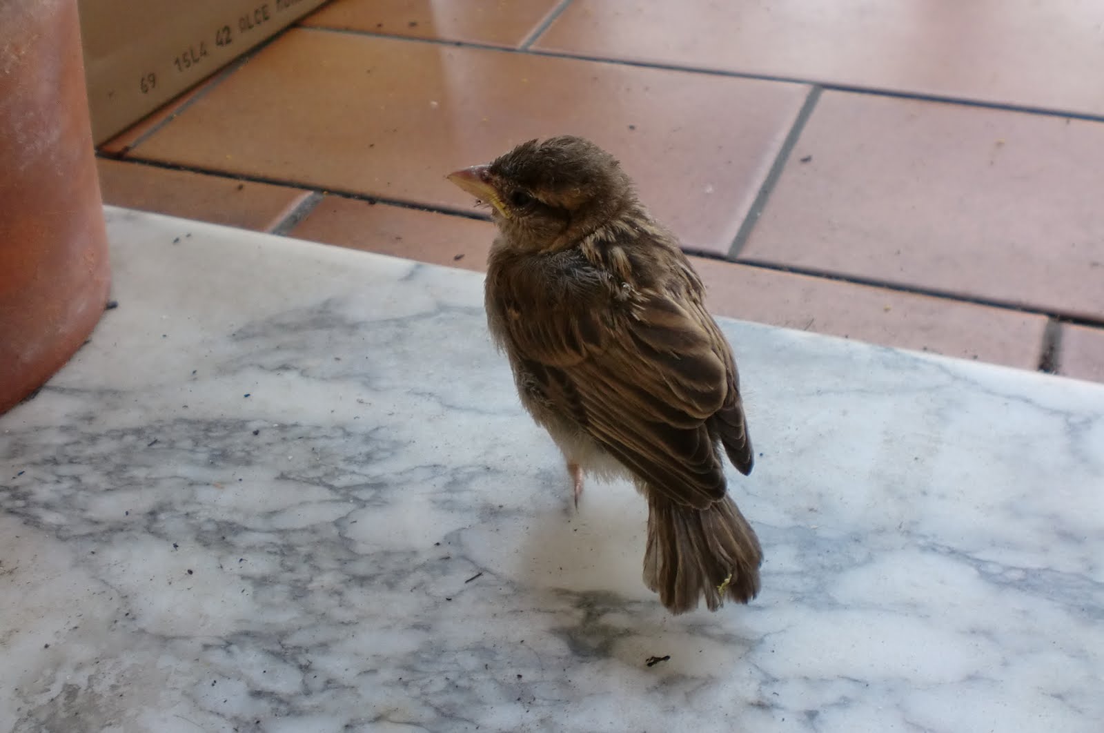 lupo bianco: storia di un passerotto