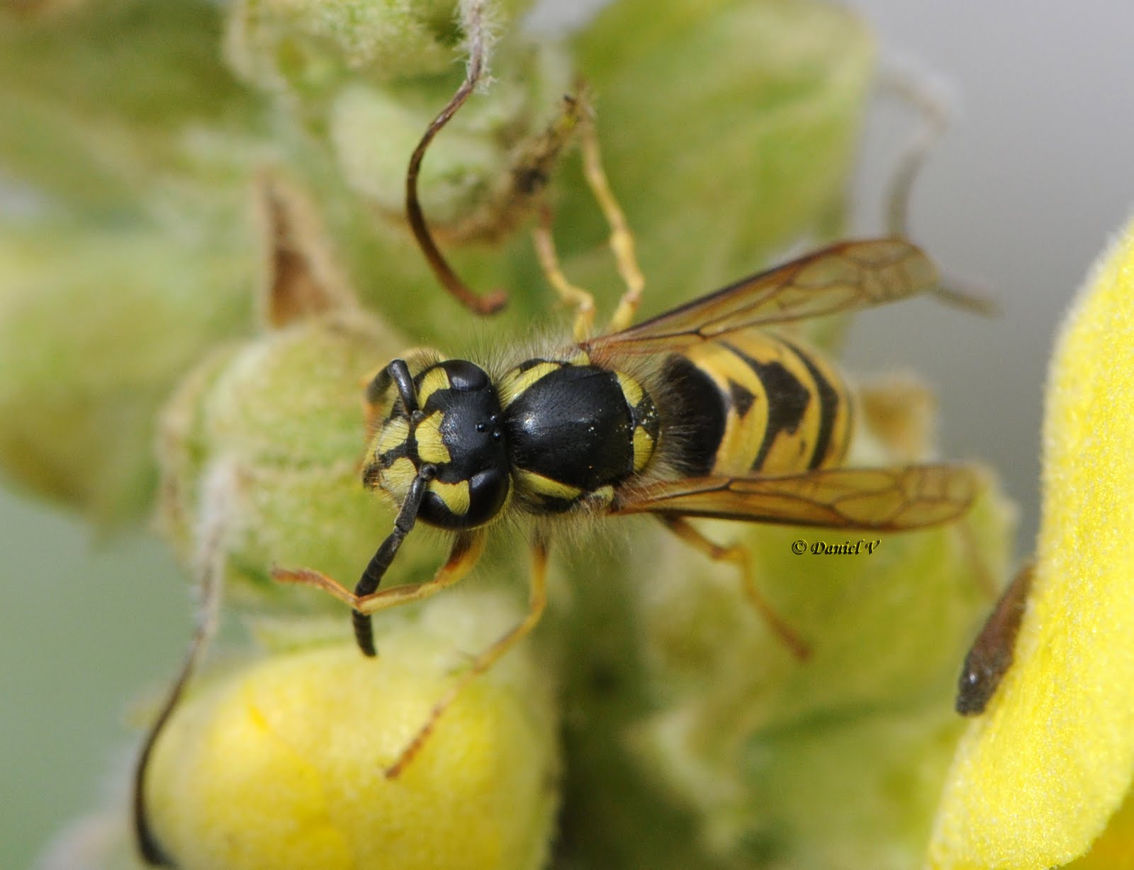 Macrophoto plaisir passion: La guêpe commune, Paravespula vulgaris