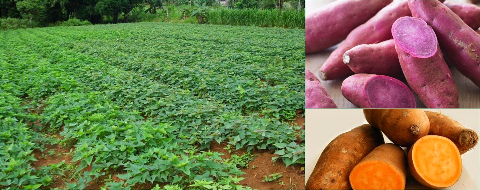 Ubi Jalar atau Ketela Rambat - ZONA SCM KISARAN