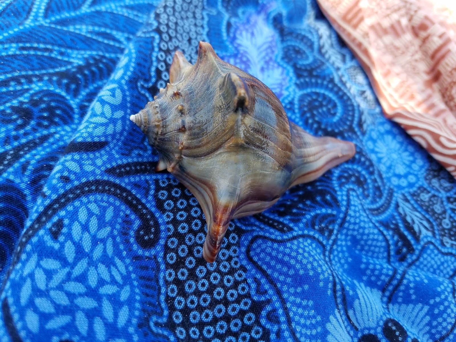 Calli and Calvin Smith: Bulls Island Alligators