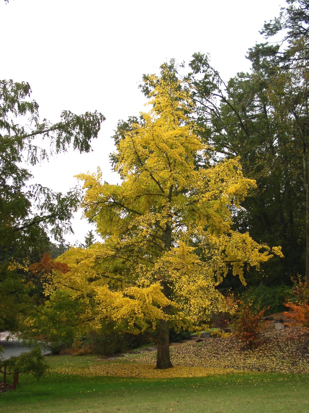 gardens@duke: Witnesses to History: The Trees of Duke Gardens