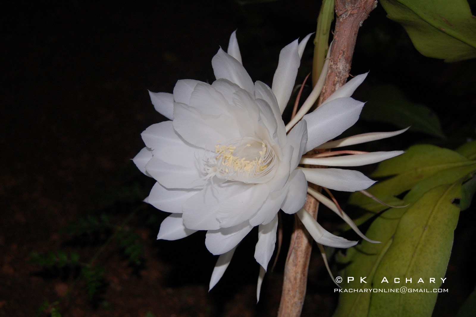 Nature Photos: Epiphyllum Oxypetalum (Nishagandhi / നിശാഗന്ധി) Flower