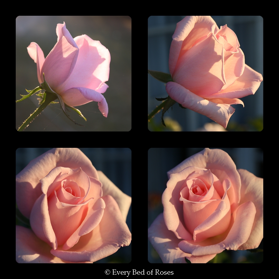 Every Bed of Roses: Week 1 - Photography Challenge Showcase