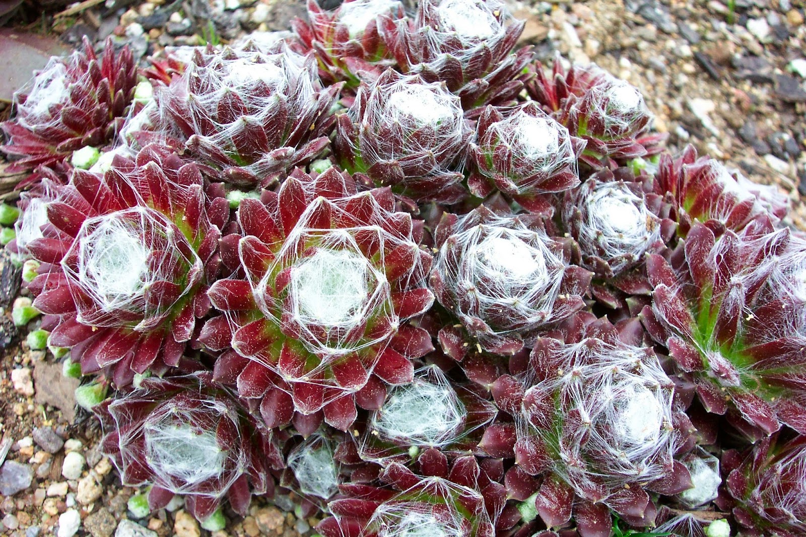 Sempervivum arachnoideum - Alchetron, the free social encyclopedia