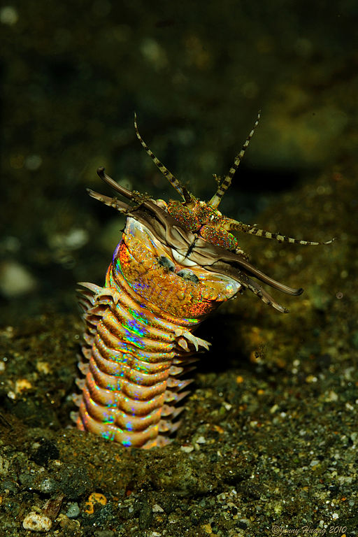 Real Monstrosities: Bobbit Worm