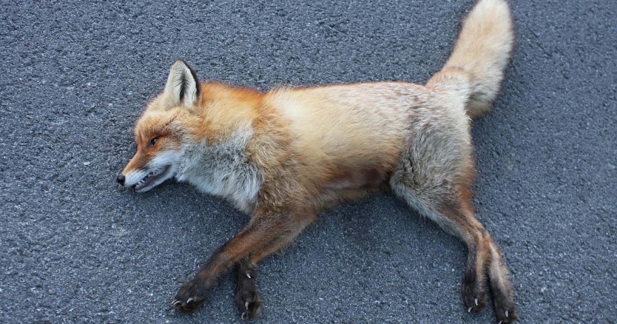 Abe's Animals: Scandinavian red fox