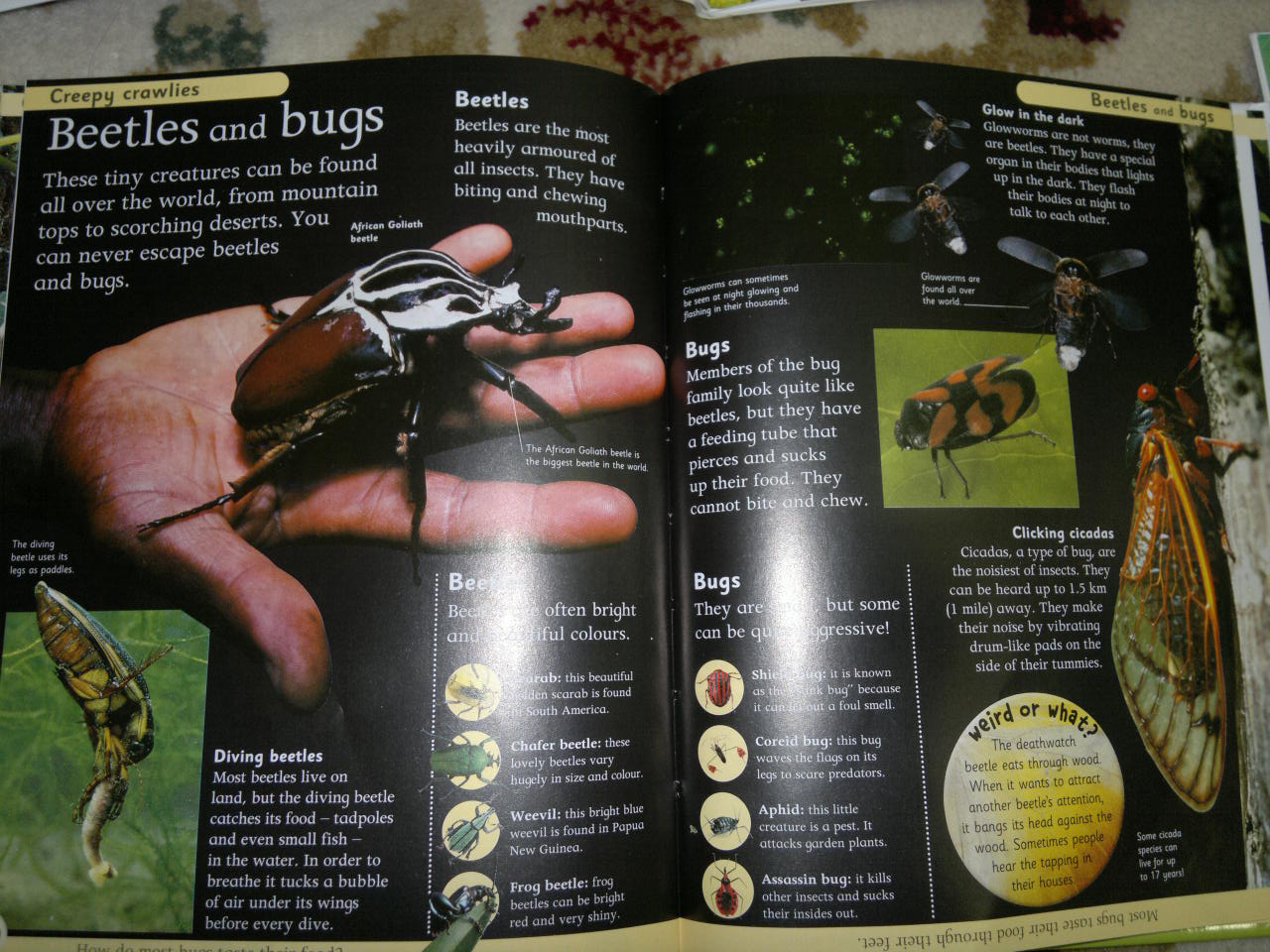Insects Journal