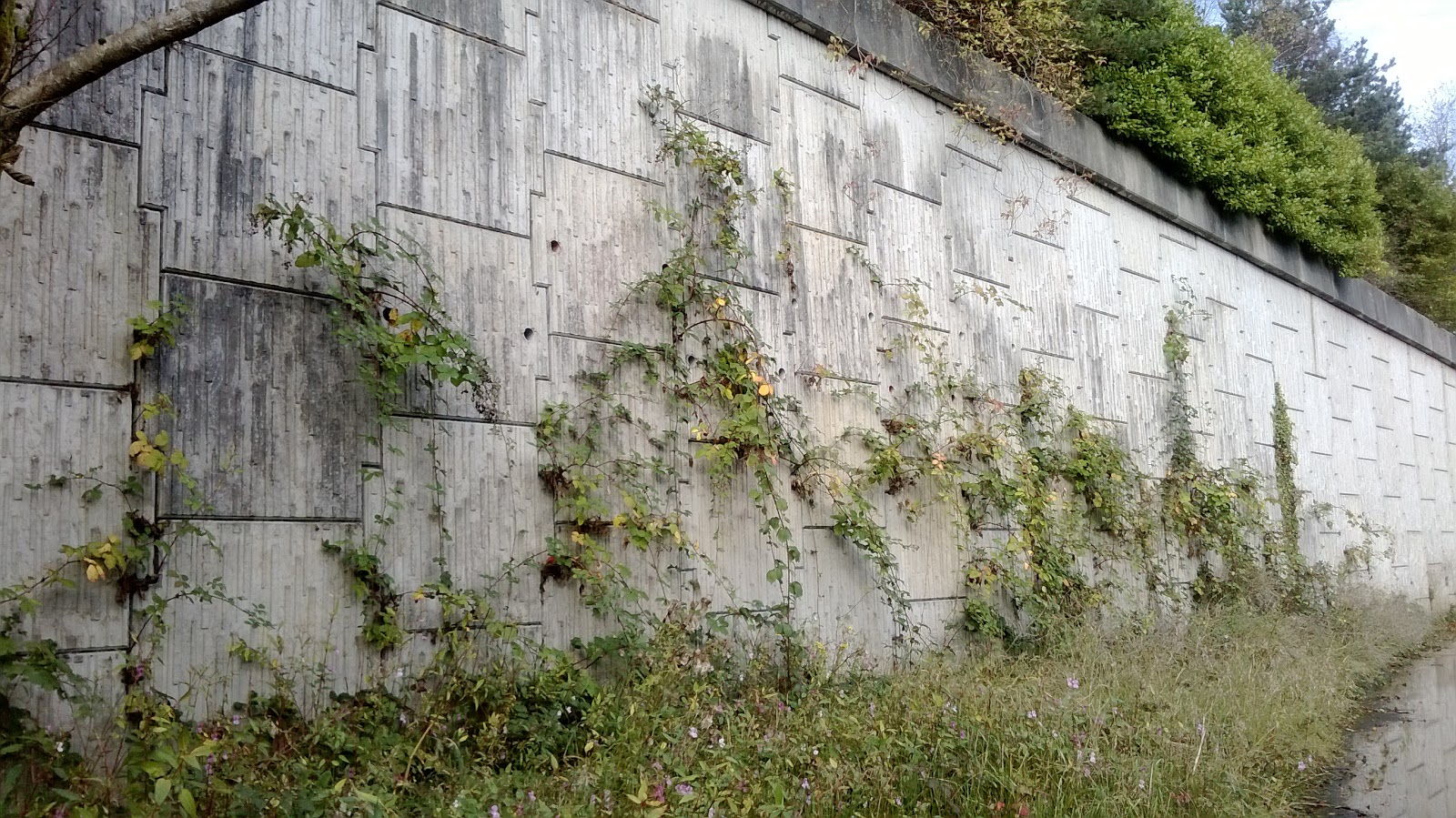 Gower Wildlife: Swansea Vale Sand Martin colony restored