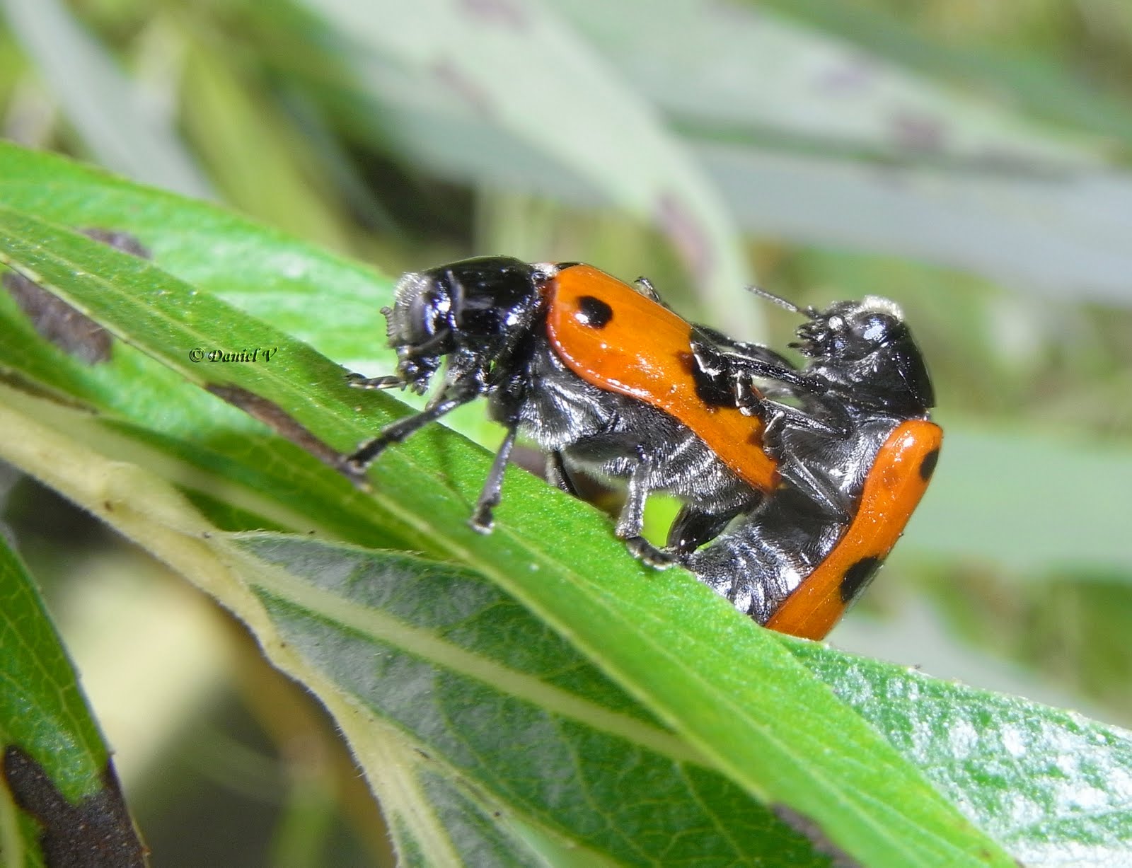 Macrophoto plaisir passion: Le clytre lustré, clytra laeviuscula