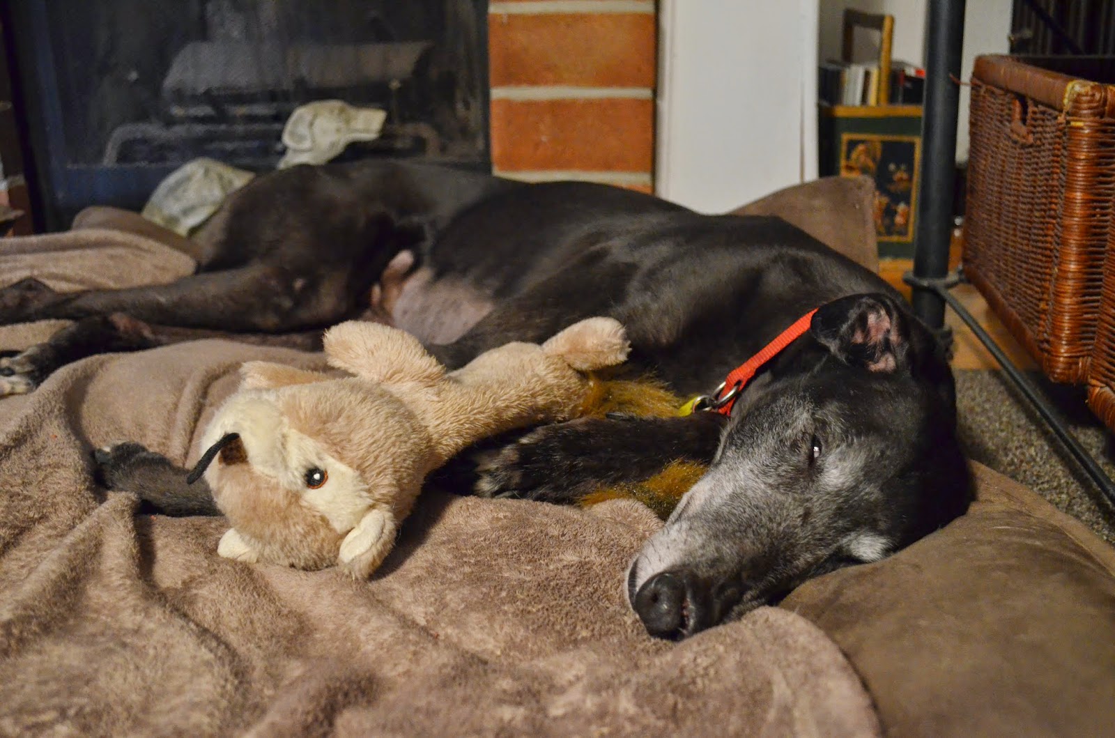 Hound Life