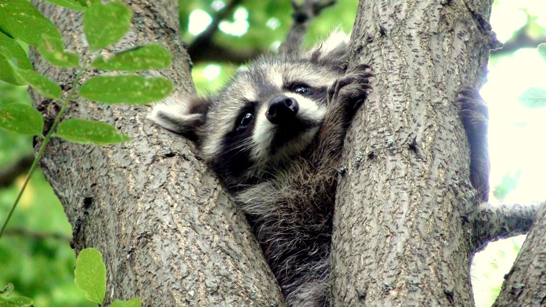 Tales From The Wilds: Raccoon Kits, Gray Fox Kits and Skunks at the ...