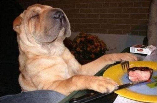 Perro Comiendo un Filete - Imagenes de Animales Graciosos, Videos y ...