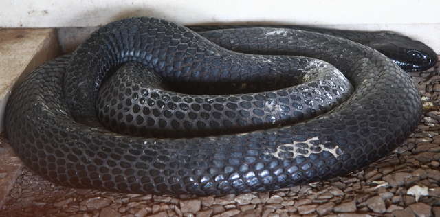 Animals World Black Cobra Pictures animals-world-black-cobra-pictures