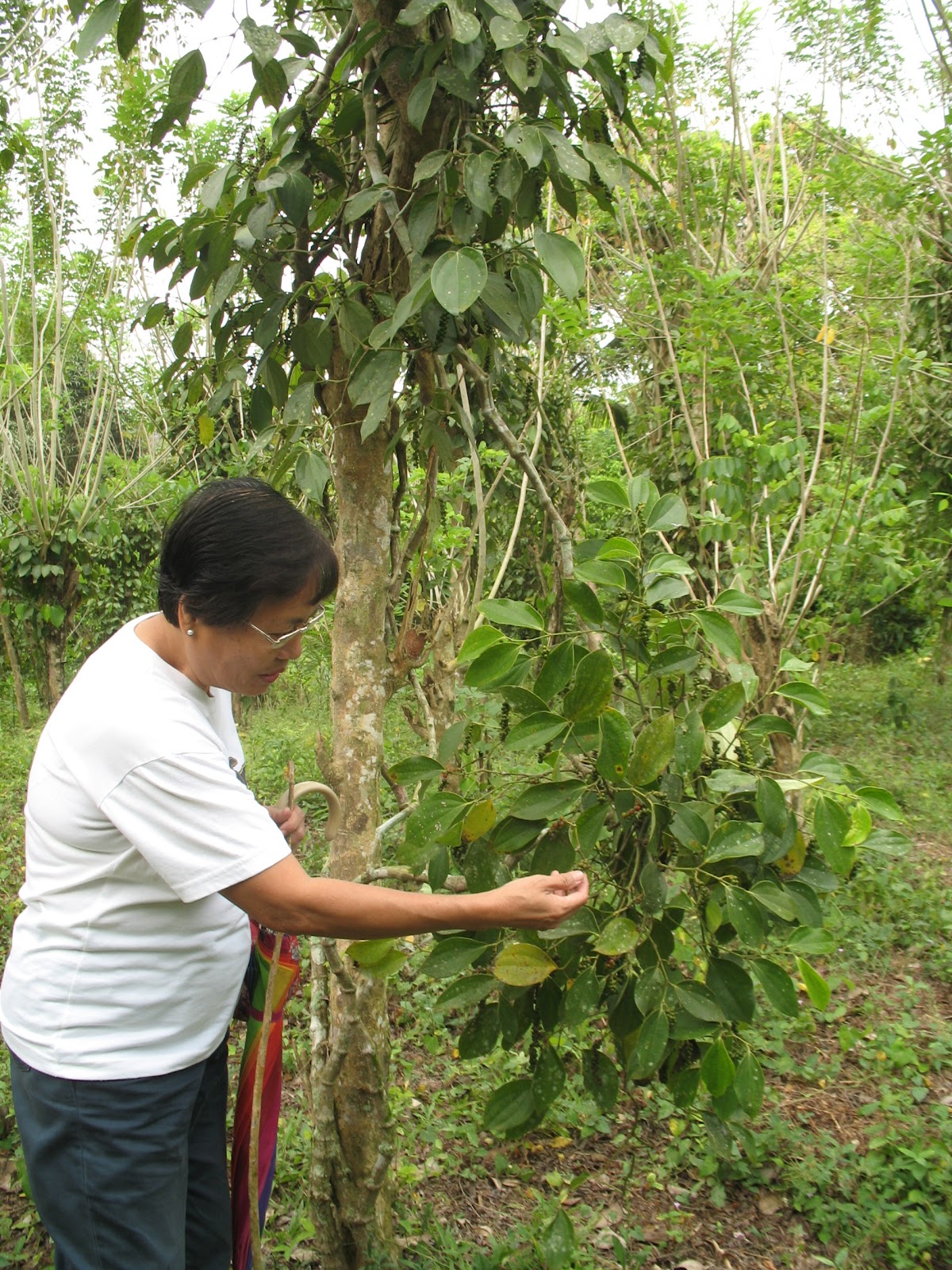 My Season of Peace: Trees and plants galore!