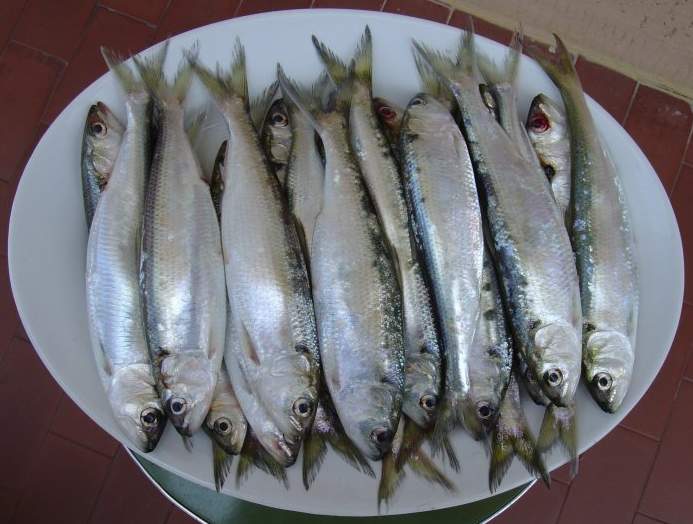 PescaePesca: L' assurda storia degli Agoni del lago maggiore