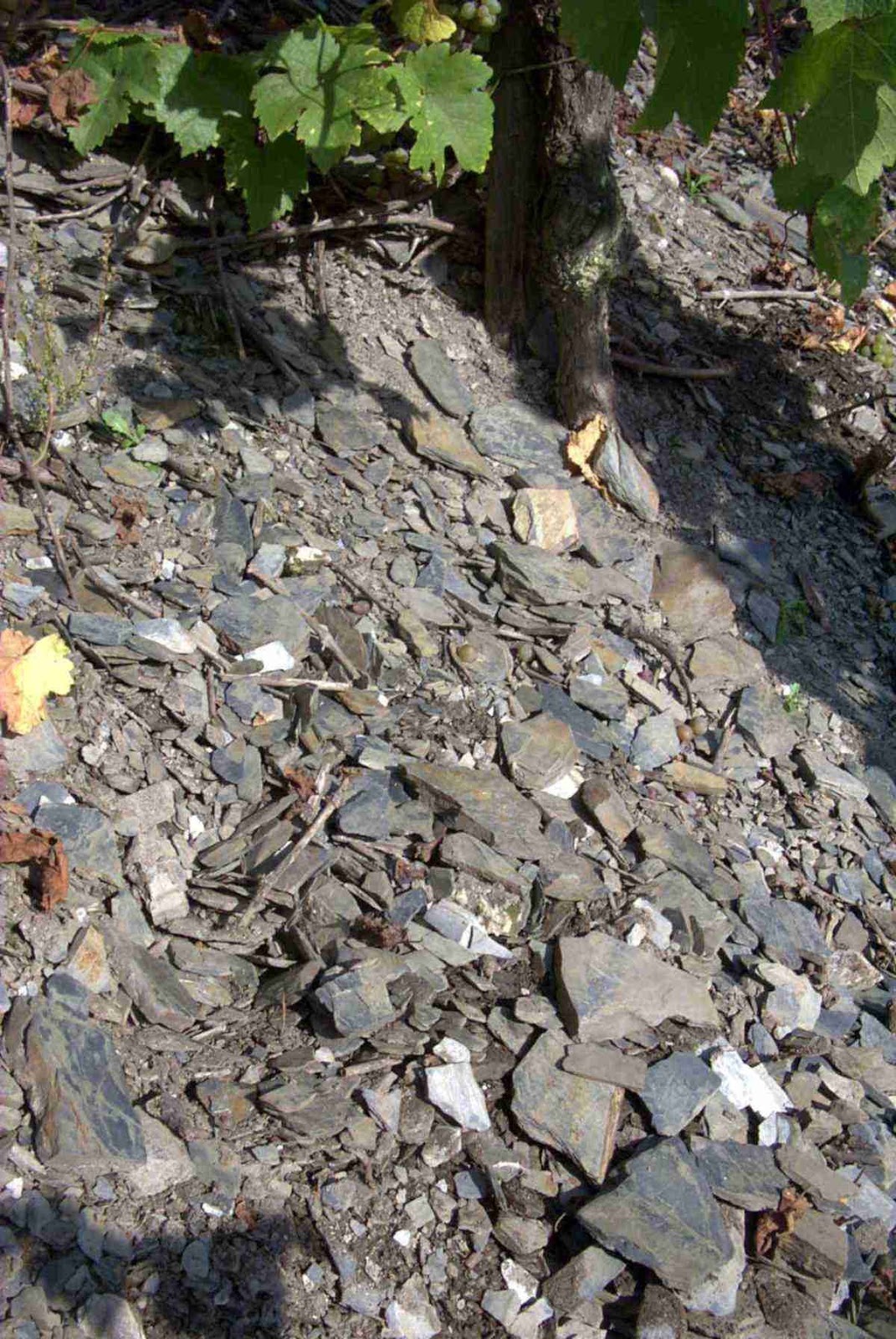 Vino Travels ~ An Italian Wine Blog: Everyday Pairings with German Riesling