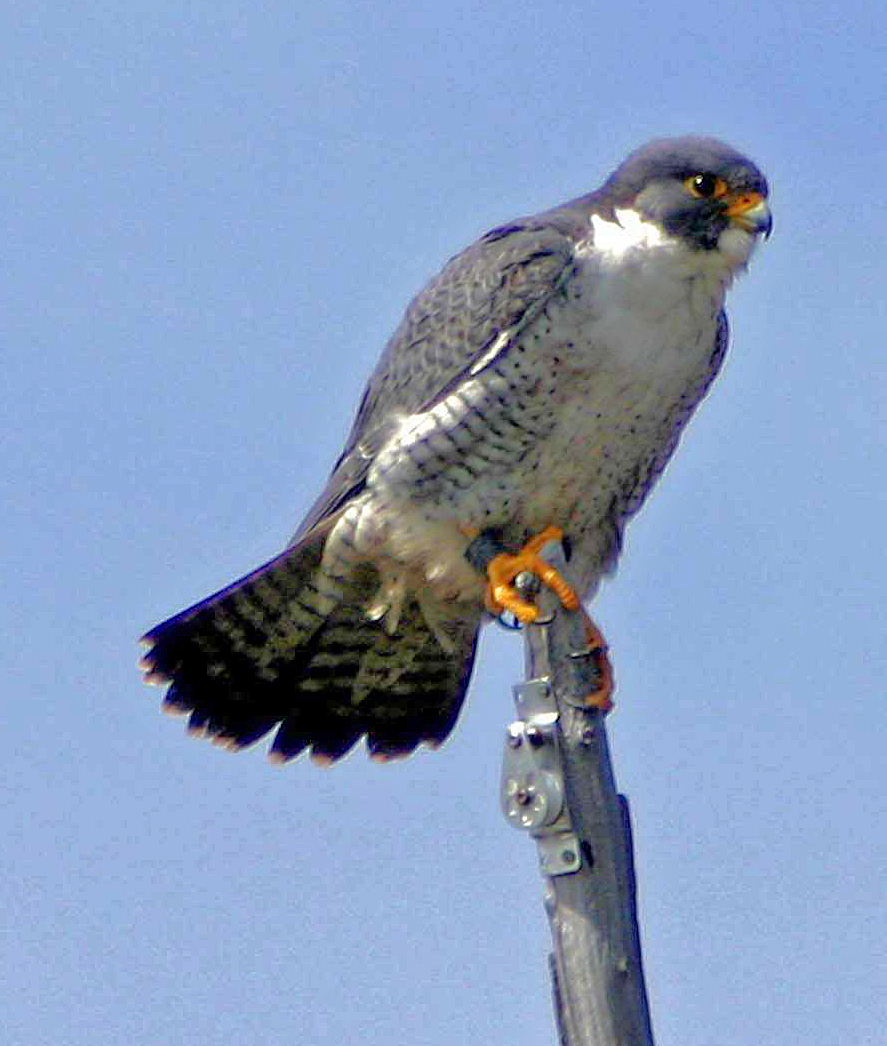Chris's 2012 Bird-a-Day Blog: February 18 - Peregrine Falcon
