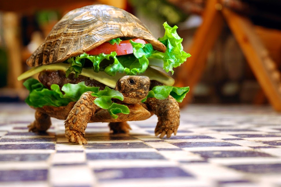Memes de Internet: tortuga hamburguesa