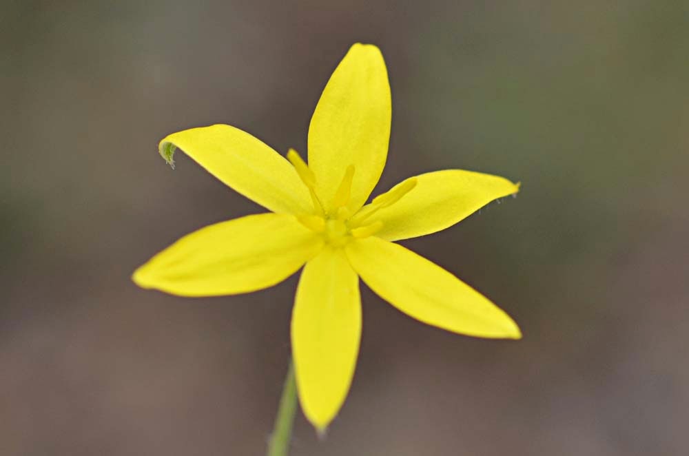 Space Coast Wildflowers: May 2013