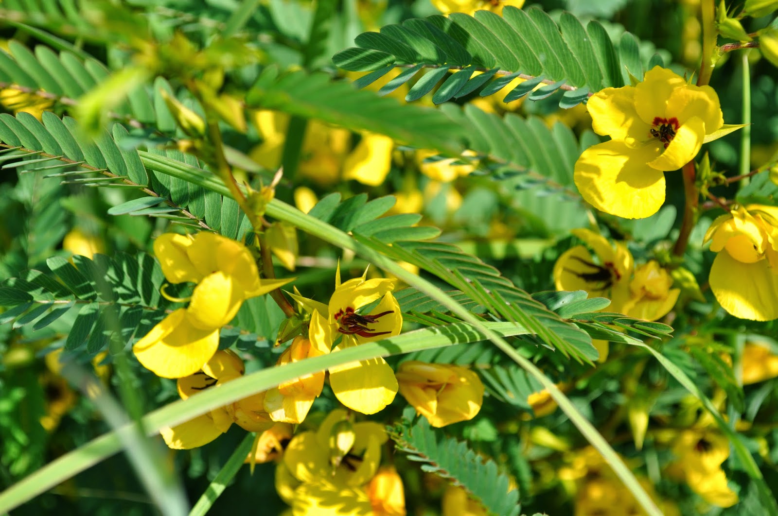 DIY Nature Science: An Ohio Prairie Primer Walk for Bird Lovers