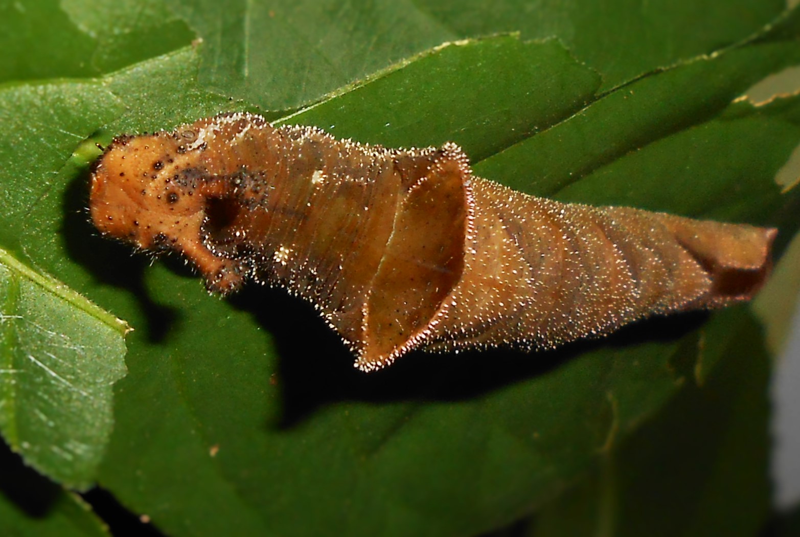 Insectos de la Península de Osa : Siderone g. galanthis (Red-striped ...