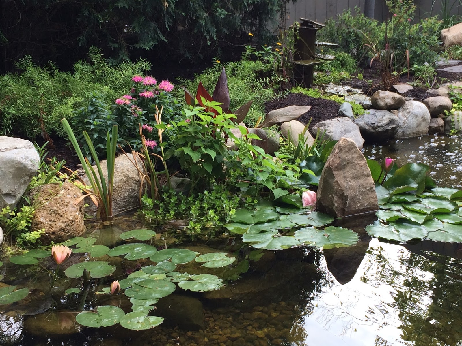 How To Build A Frog Bog how-to-build-a-frog-bog