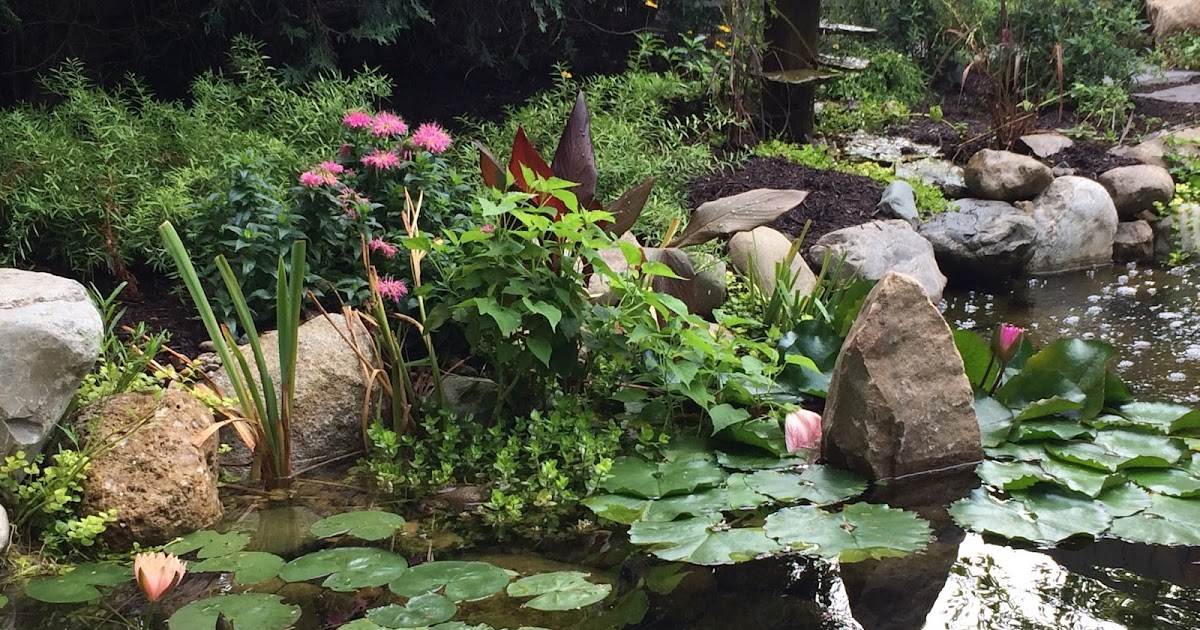 How to Build a Frog Bog